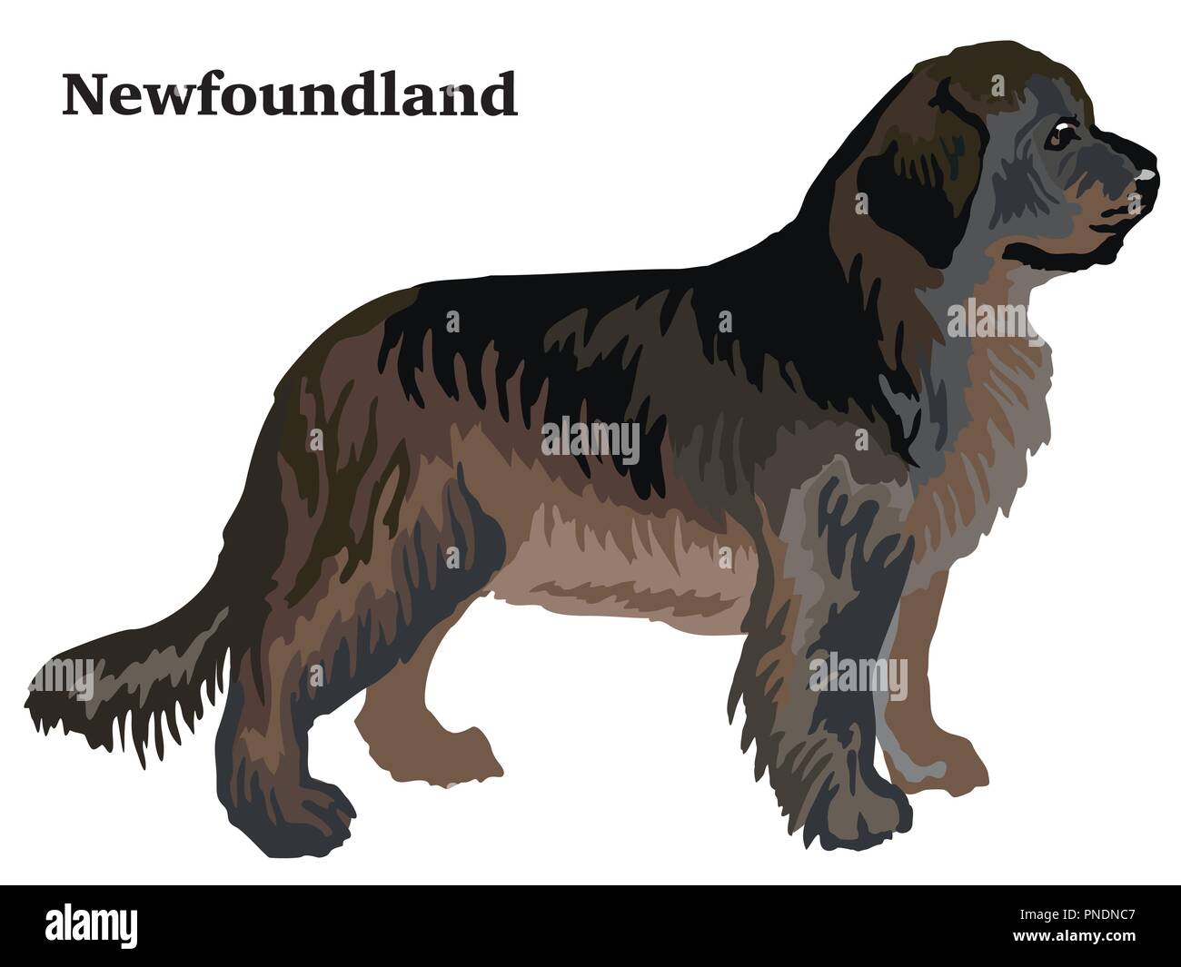 Newfoundland dog profile Stock Vector Images - Alamy