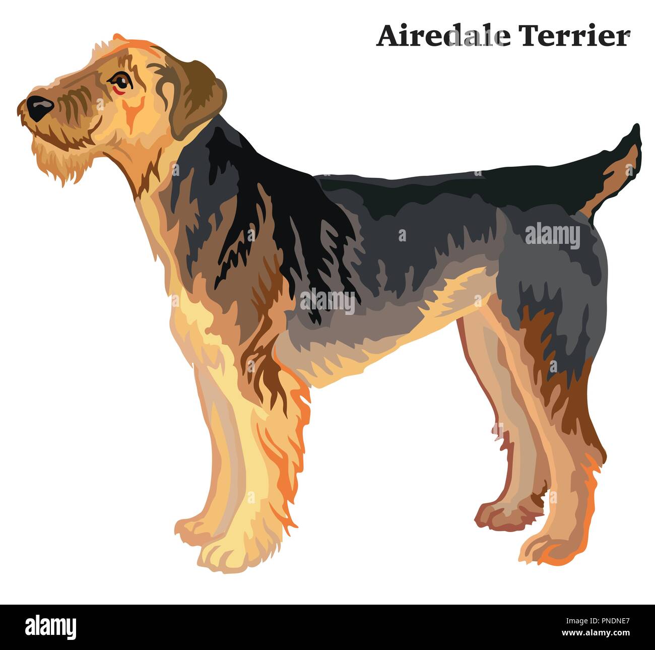 Portrait of standing in profile Airedale Terrier dog, vector colorful ...