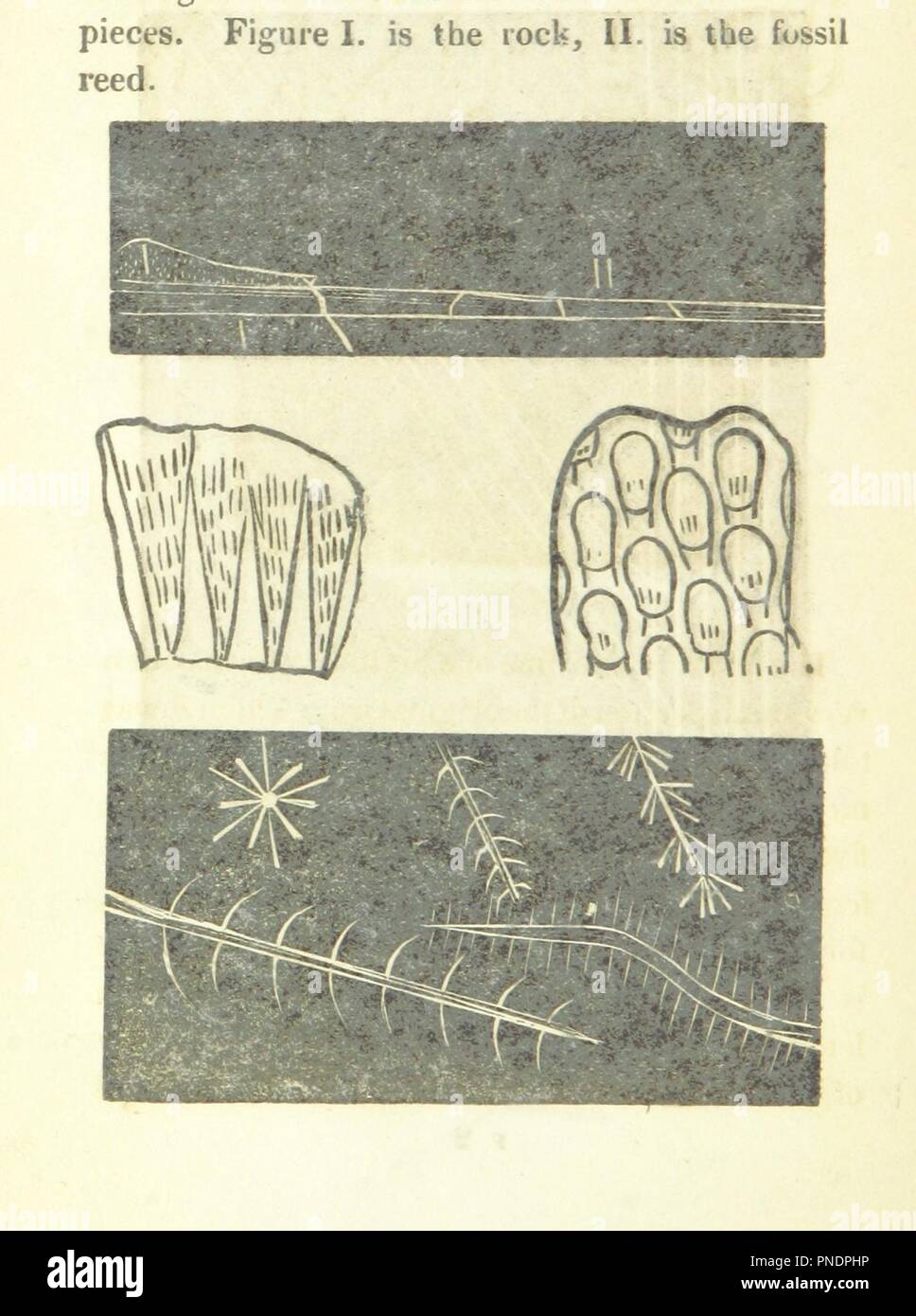 Fossil formation artwork hi-res stock photography and images - Alamy