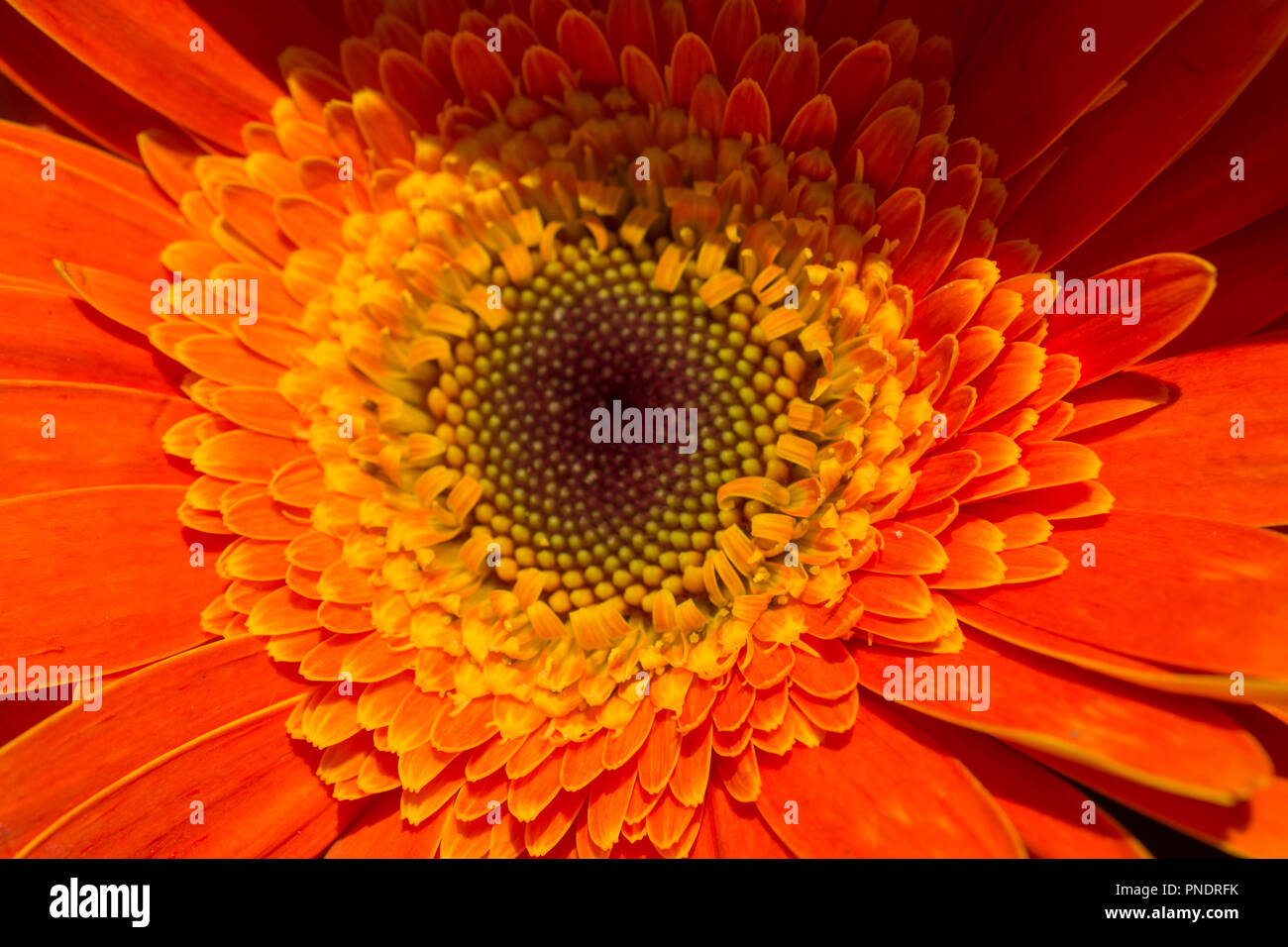 Beautiful colorful natural spring flowers in macro view Stock Photo - Alamy