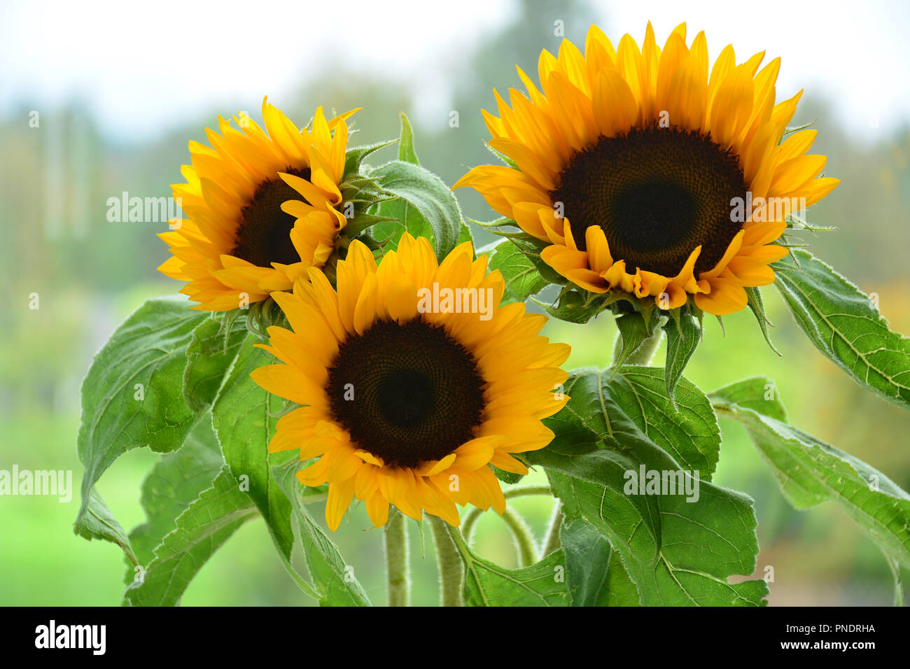 Vibrant sunflowers hi-res stock photography and images - Alamy