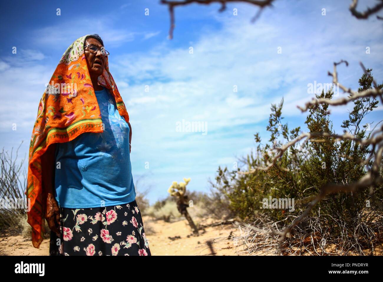 Work of harvest of fruits of pitaya and cactus in the Sonora desert ...