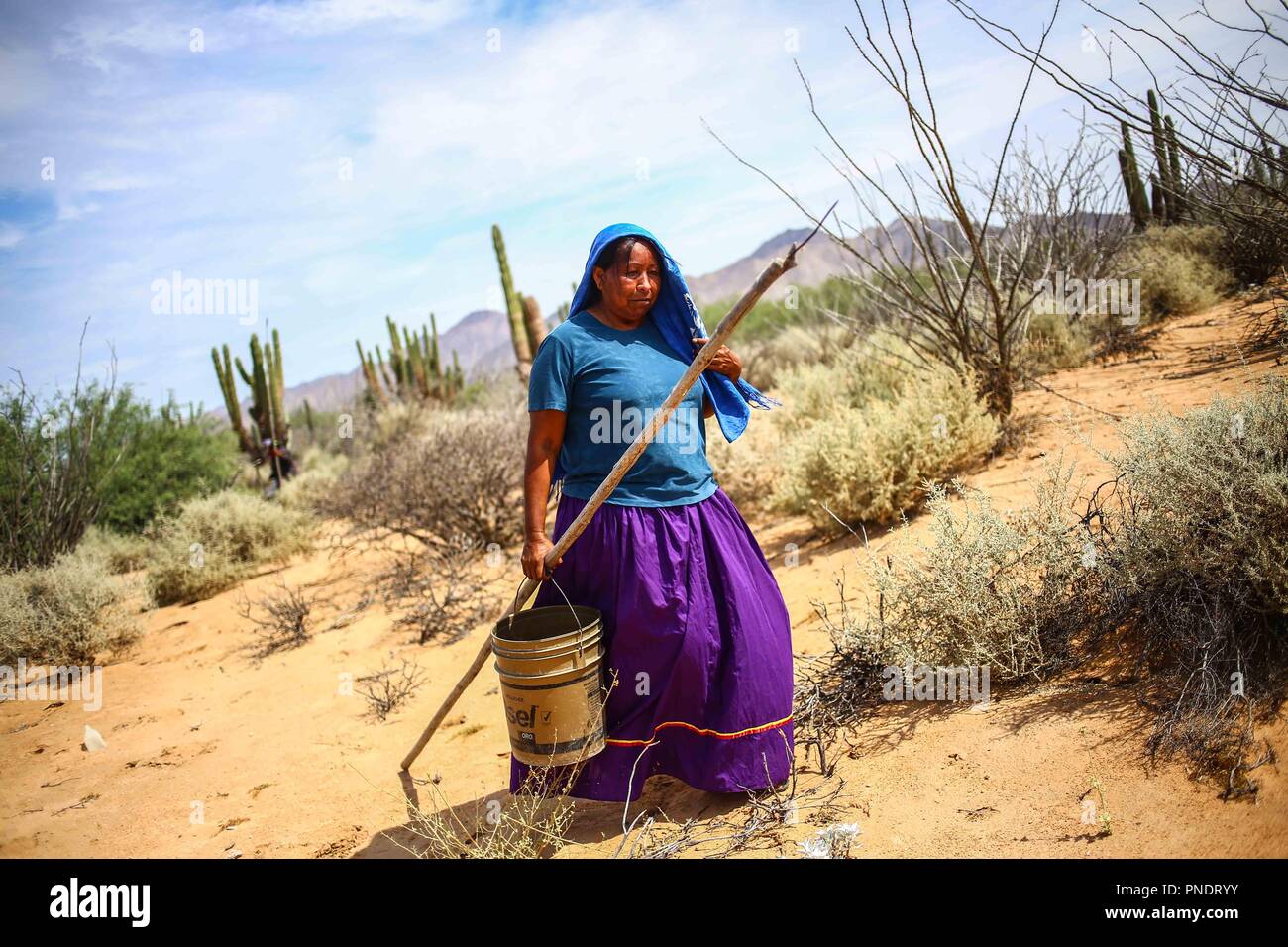 Work of harvest of fruits of pitaya and cactus in the Sonora desert ...