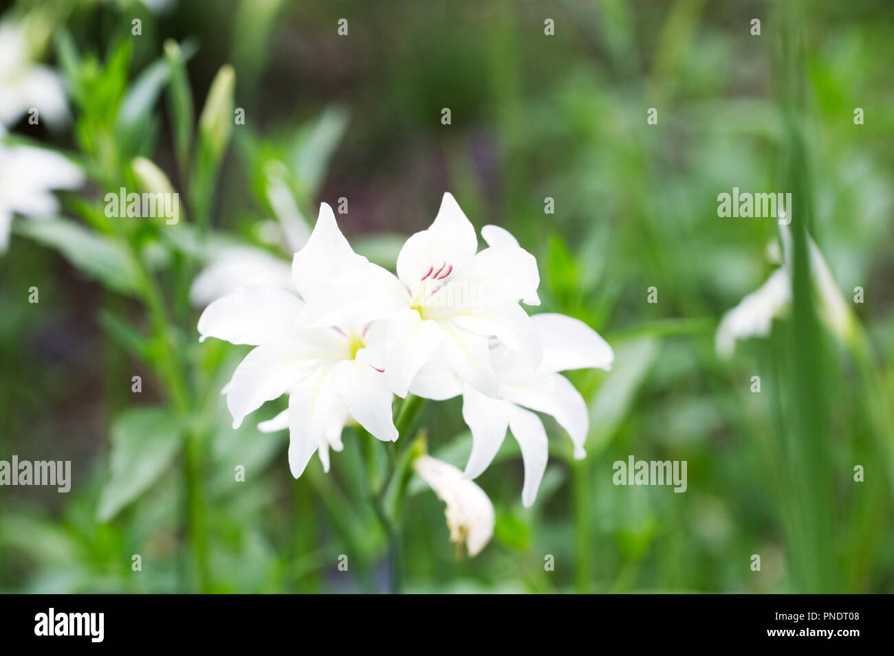 Gladiolus the bride hi-res stock photography and images - Alamy