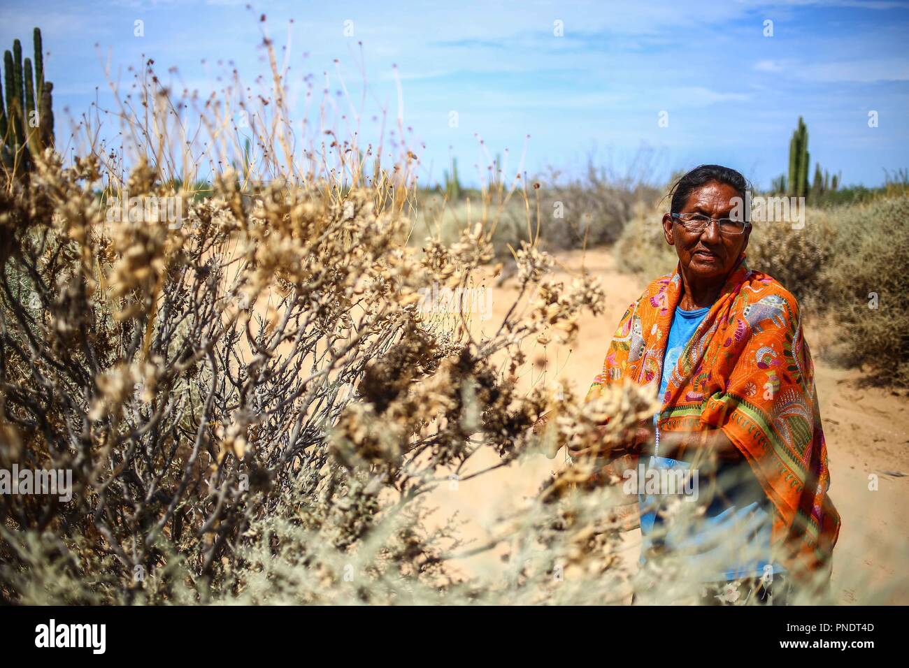 Work of harvest of fruits of pitaya and cactus in the Sonora desert ...
