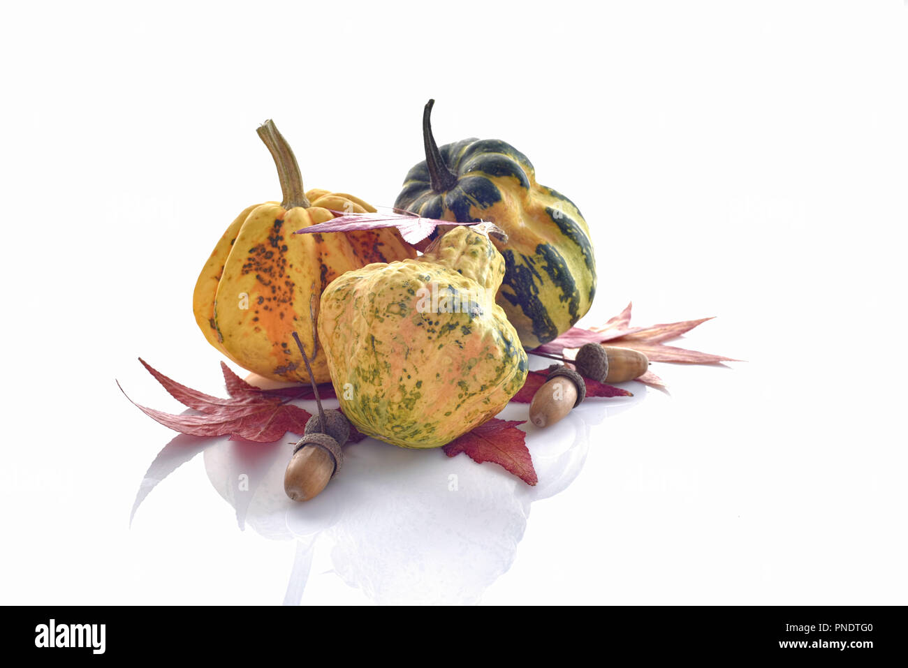 Colorful mini pumpkins hi-res stock photography and images - Alamy