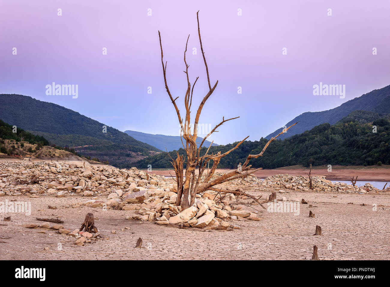 Dead tree and textures of dry dirt and rocks, remains of flooded ...