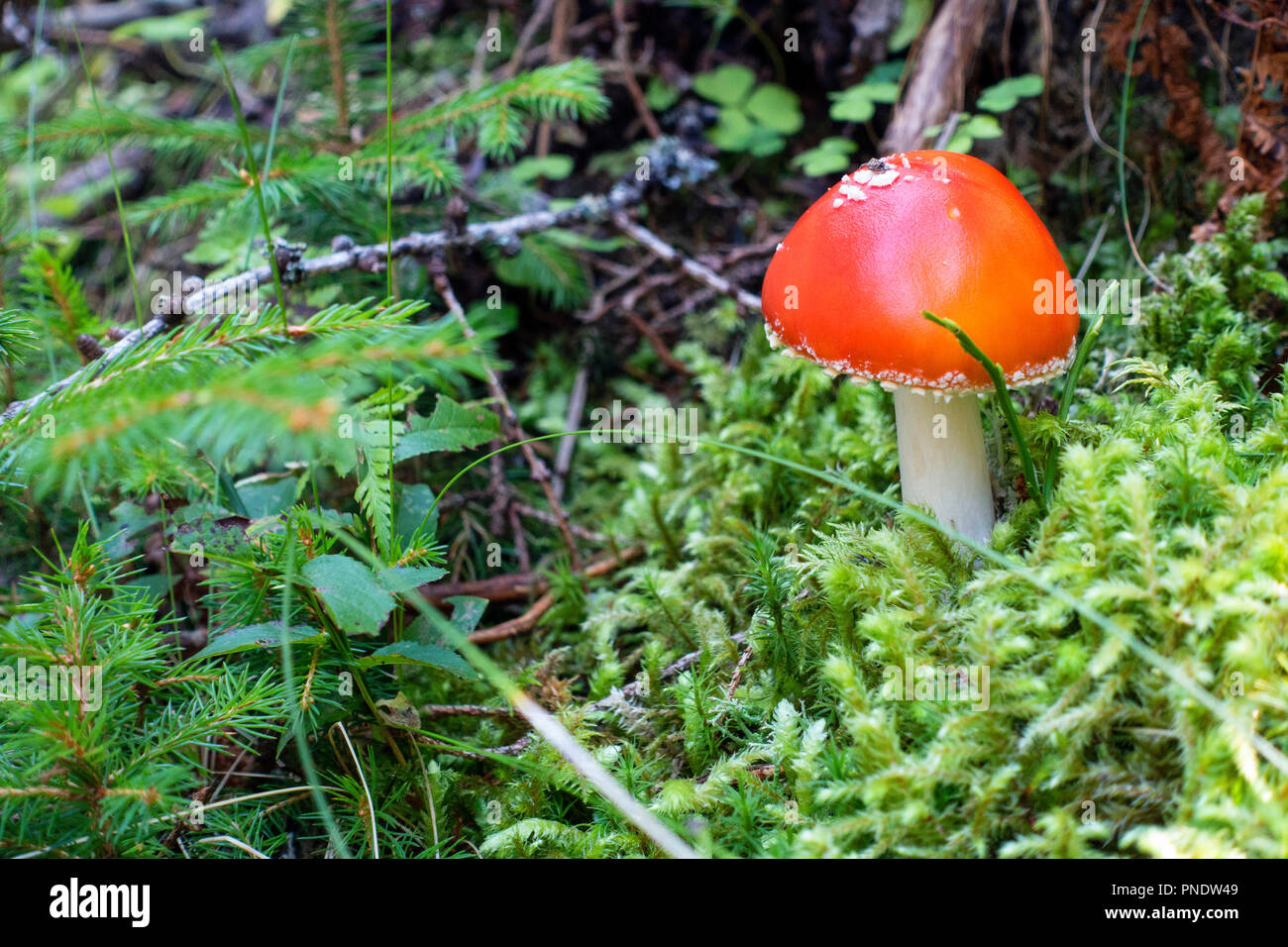 Close-up of a fly agaric toadstool on forest ground Stock Photo - Alamy