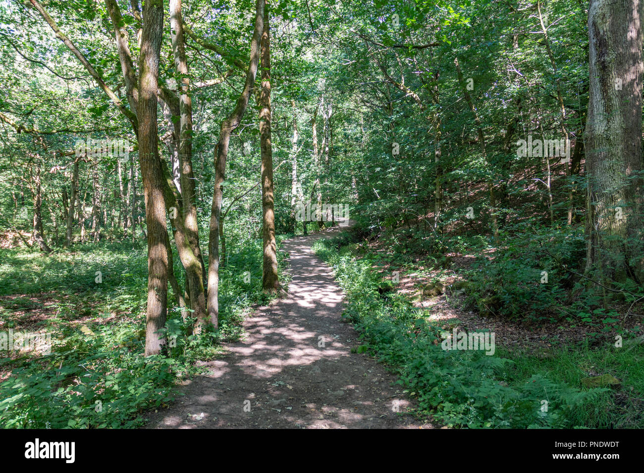 Walking path through a forrest Stock Photo - Alamy