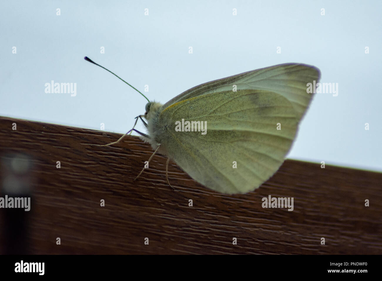 Close up moth england hi-res stock photography and images - Alamy