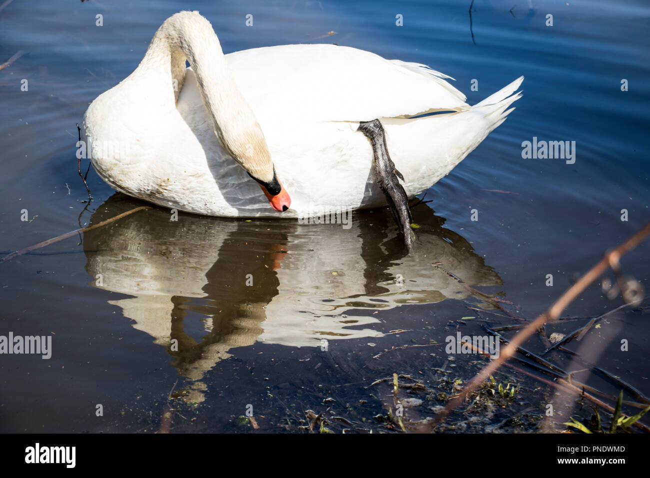 Large white swan taking a bath in a lake. Bird bathing in the wild ...