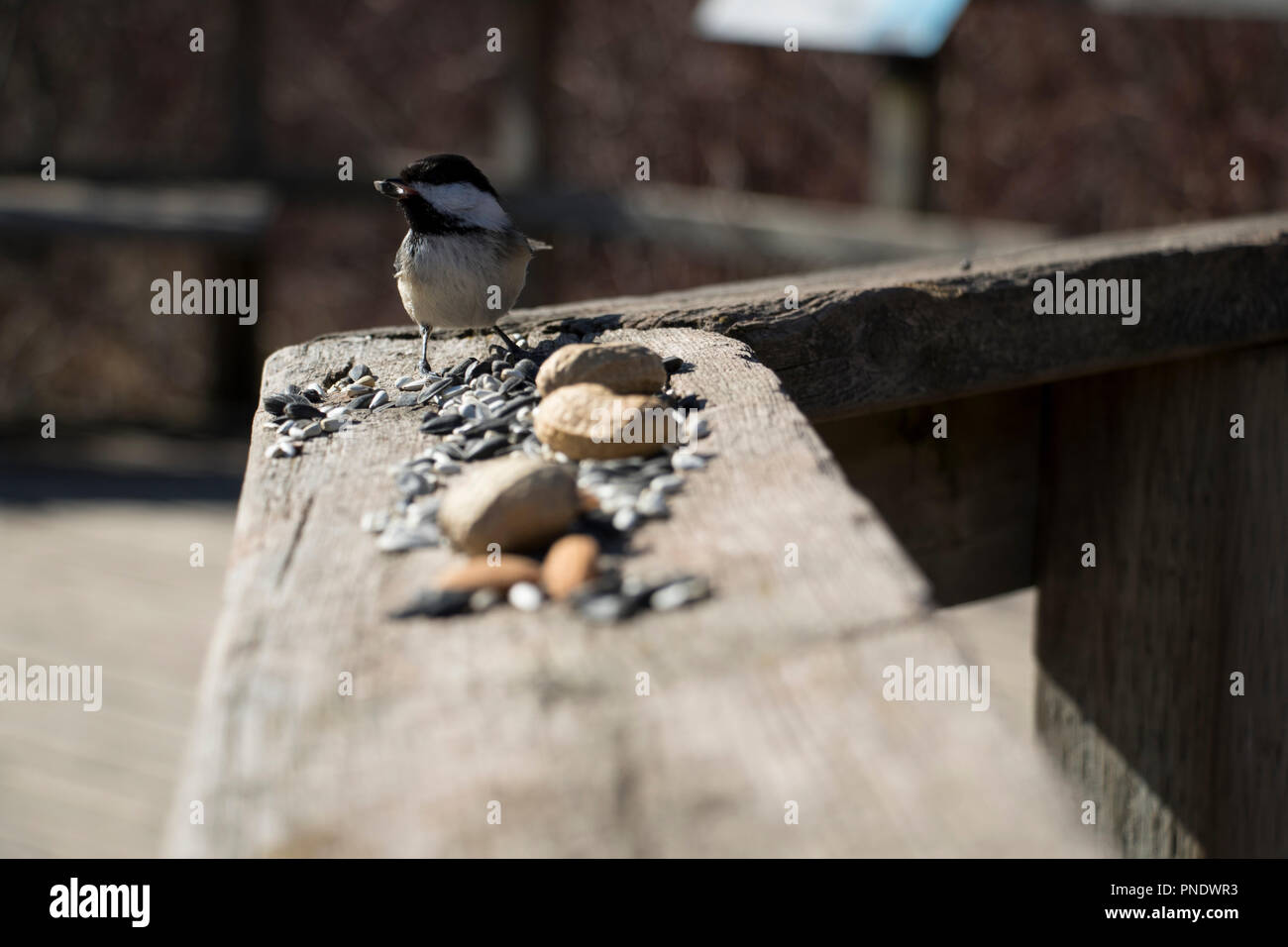 Chickadee eating seeds from a pile of bird feed on a wooded railing in ...