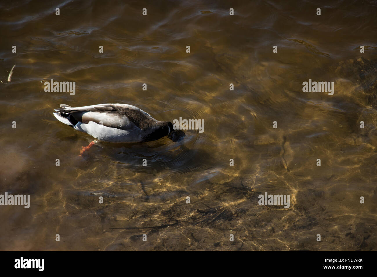 Swimming duck under water hi-res stock photography and images - Alamy
