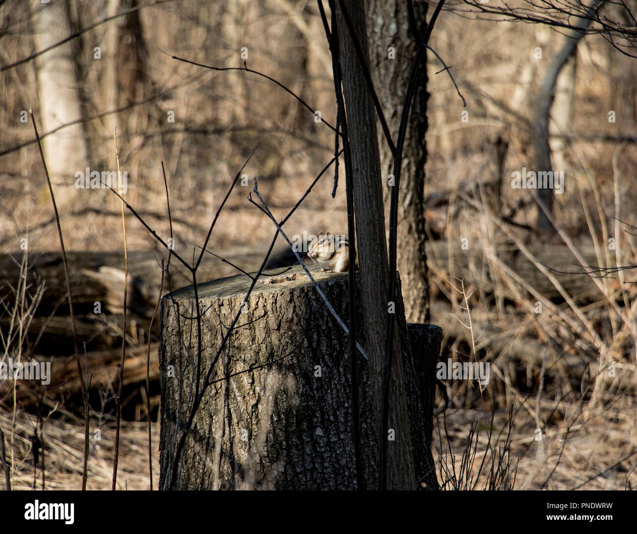 Chipmunk predators hi-res stock photography and images - Alamy