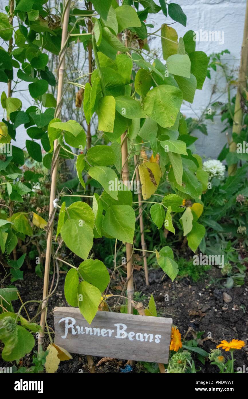 Runner bean plant grown in the garden Stock Photo - Alamy