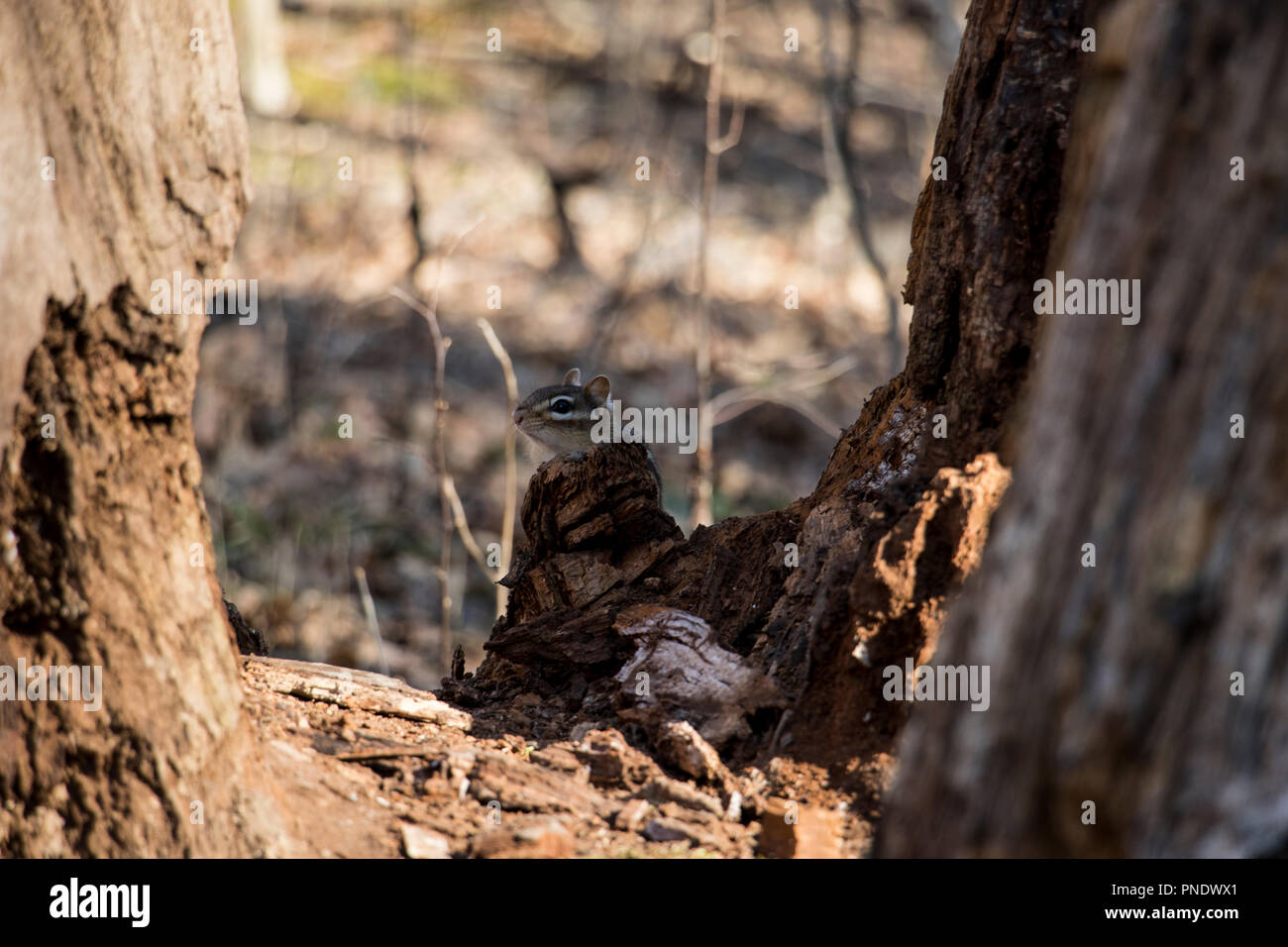 Chipmunk in tree trunk hi-res stock photography and images - Alamy