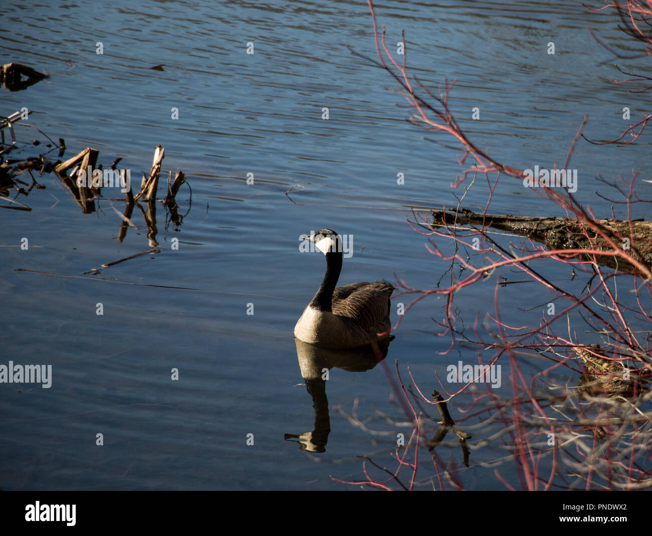 Canada goose floating on water Stock Photo - Alamy