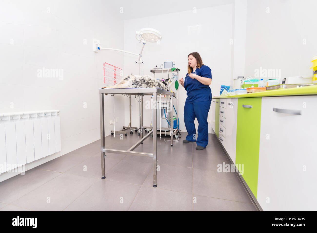 Veterinarian in surgery room Stock Photo - Alamy