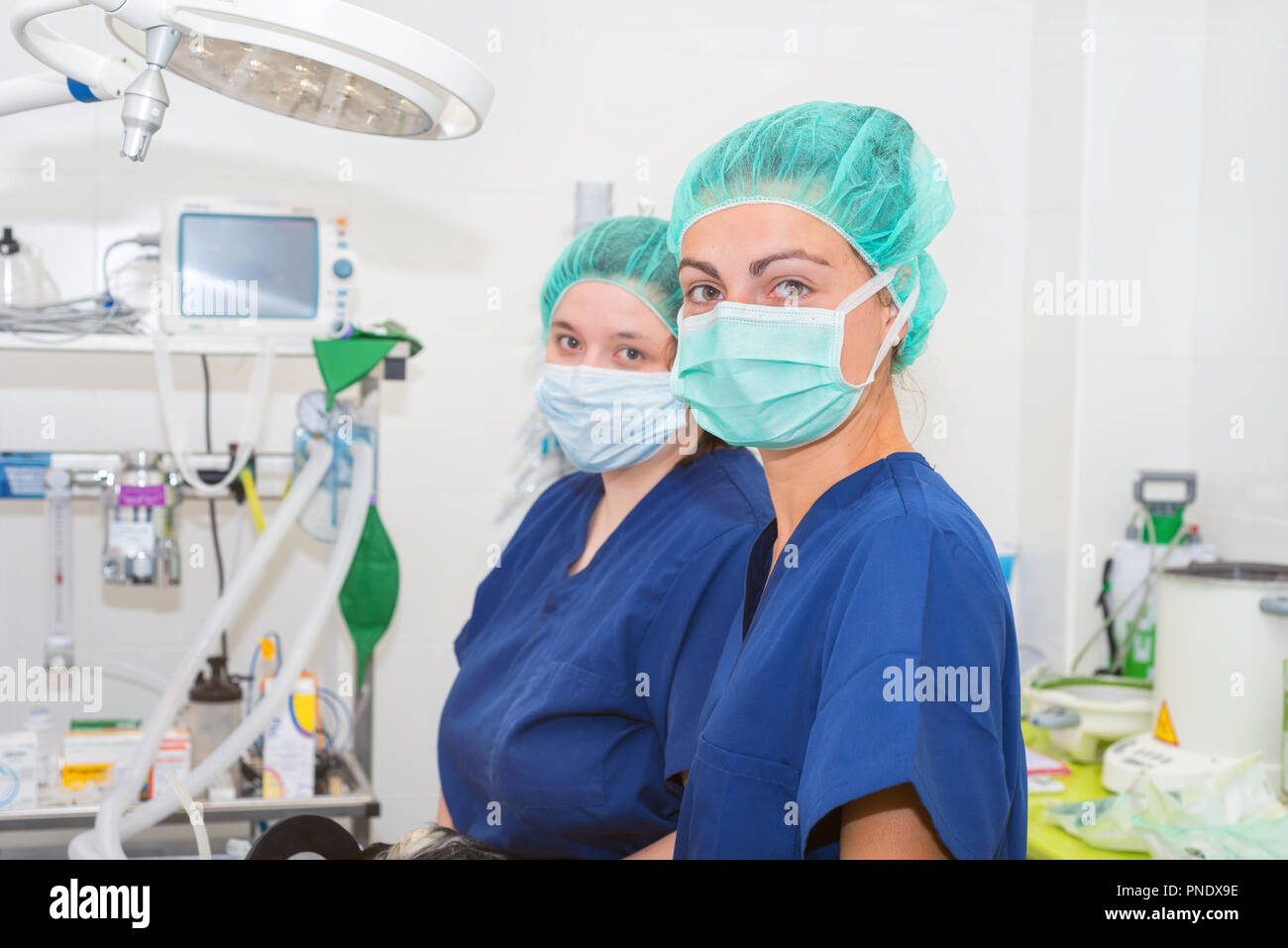Veterinarians prepare dog surgery hi-res stock photography and images ...