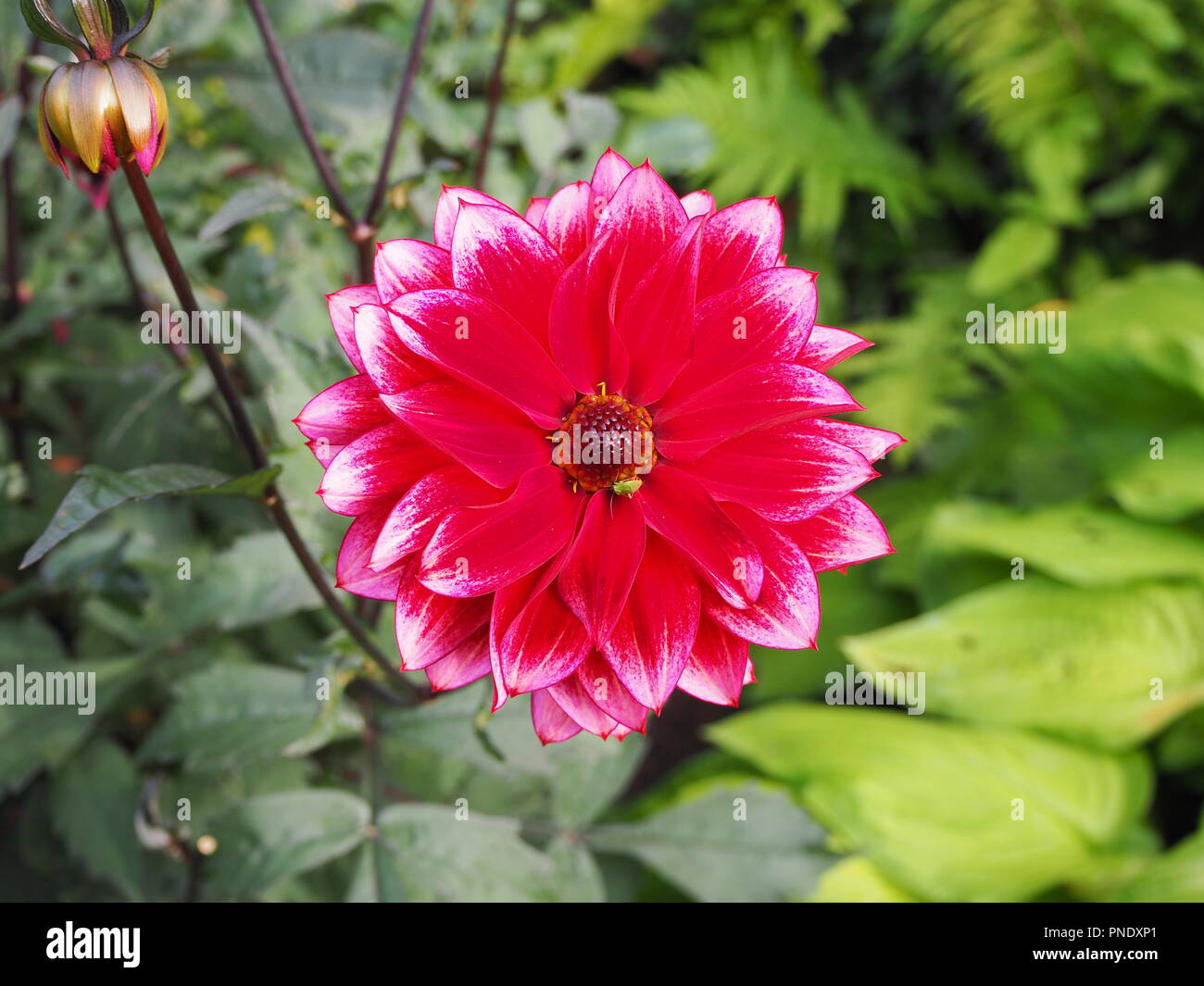 Carmine pink dahlia bloom with green bug at Chenies in early September ...