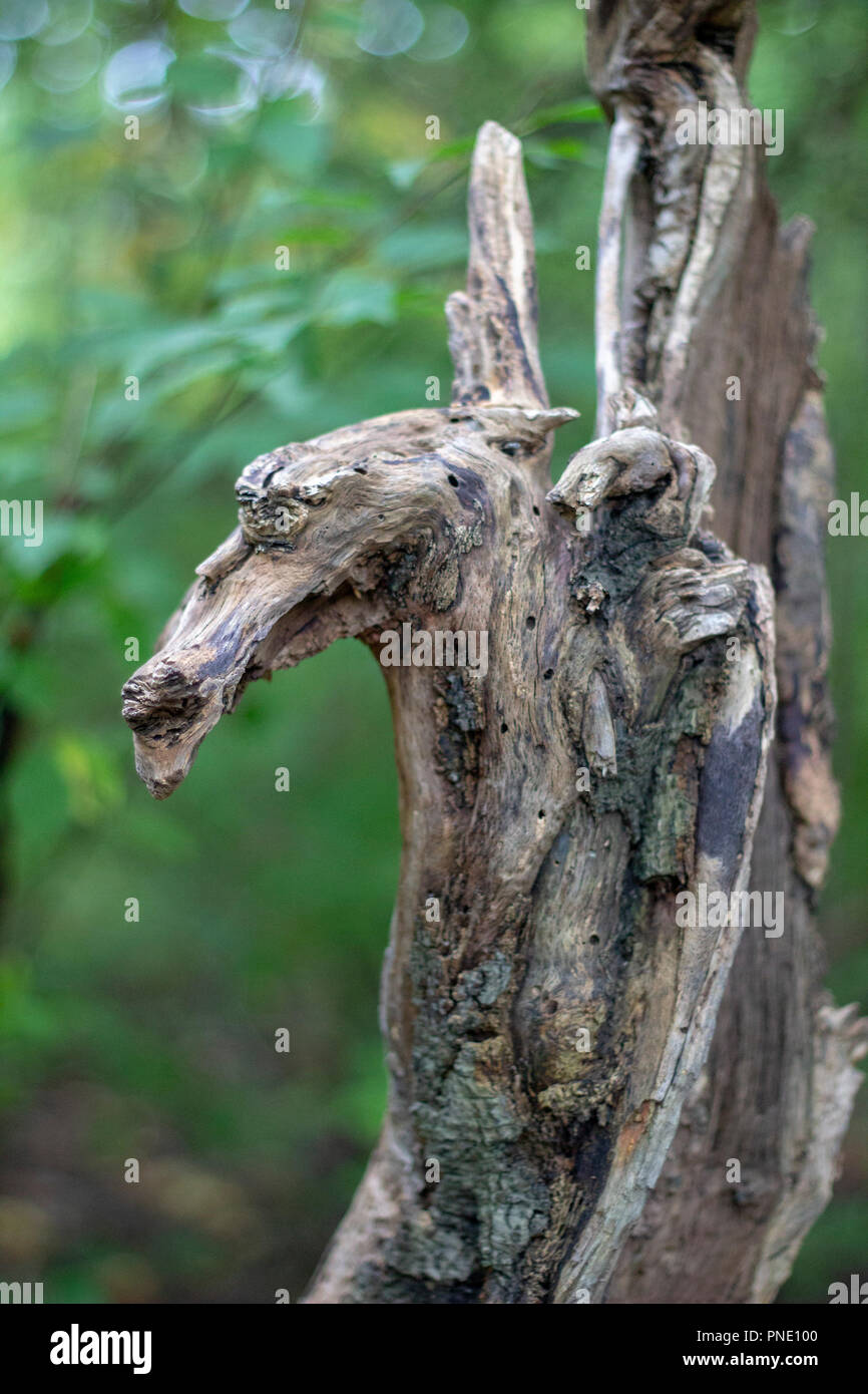 Dragon root hi-res stock photography and images - Alamy
