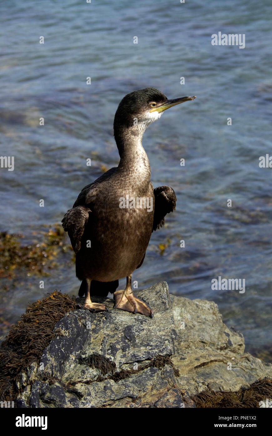 Shag Sea Bird Stock Photo - Alamy