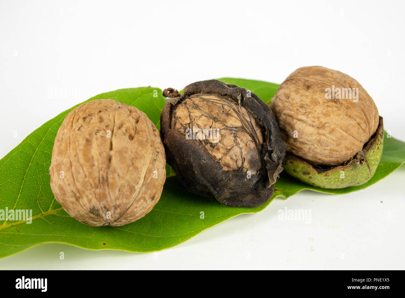 Walnuts in shell on a white kitchen table. Fruit for desserts and ...