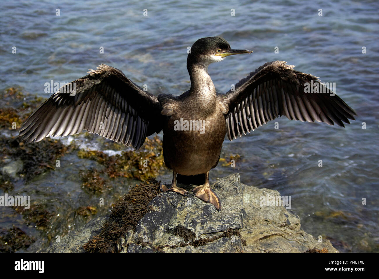 Shag Sea Bird Stock Photo - Alamy