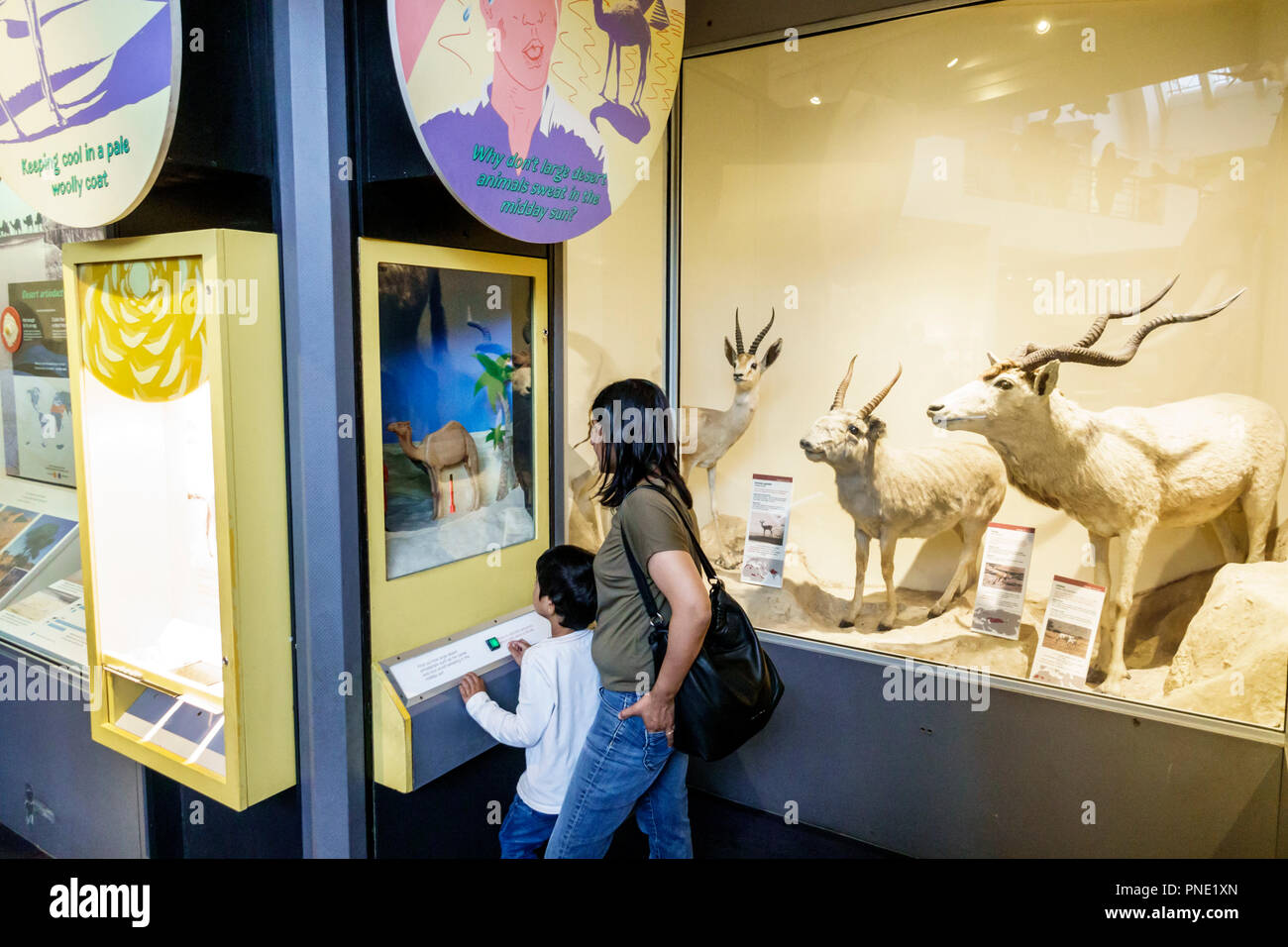 Mammals great britain hi-res stock photography and images - Alamy