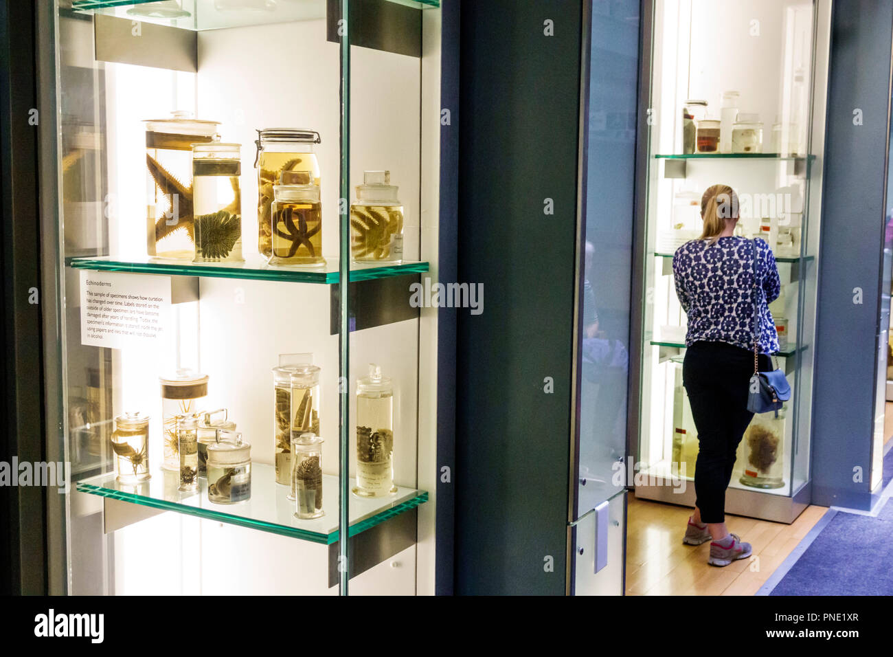 Specimen jars museum of hi-res stock photography and images - Alamy