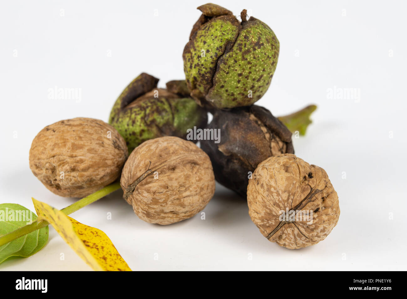 Walnuts in shell on a white kitchen table. Fruit for desserts and ...