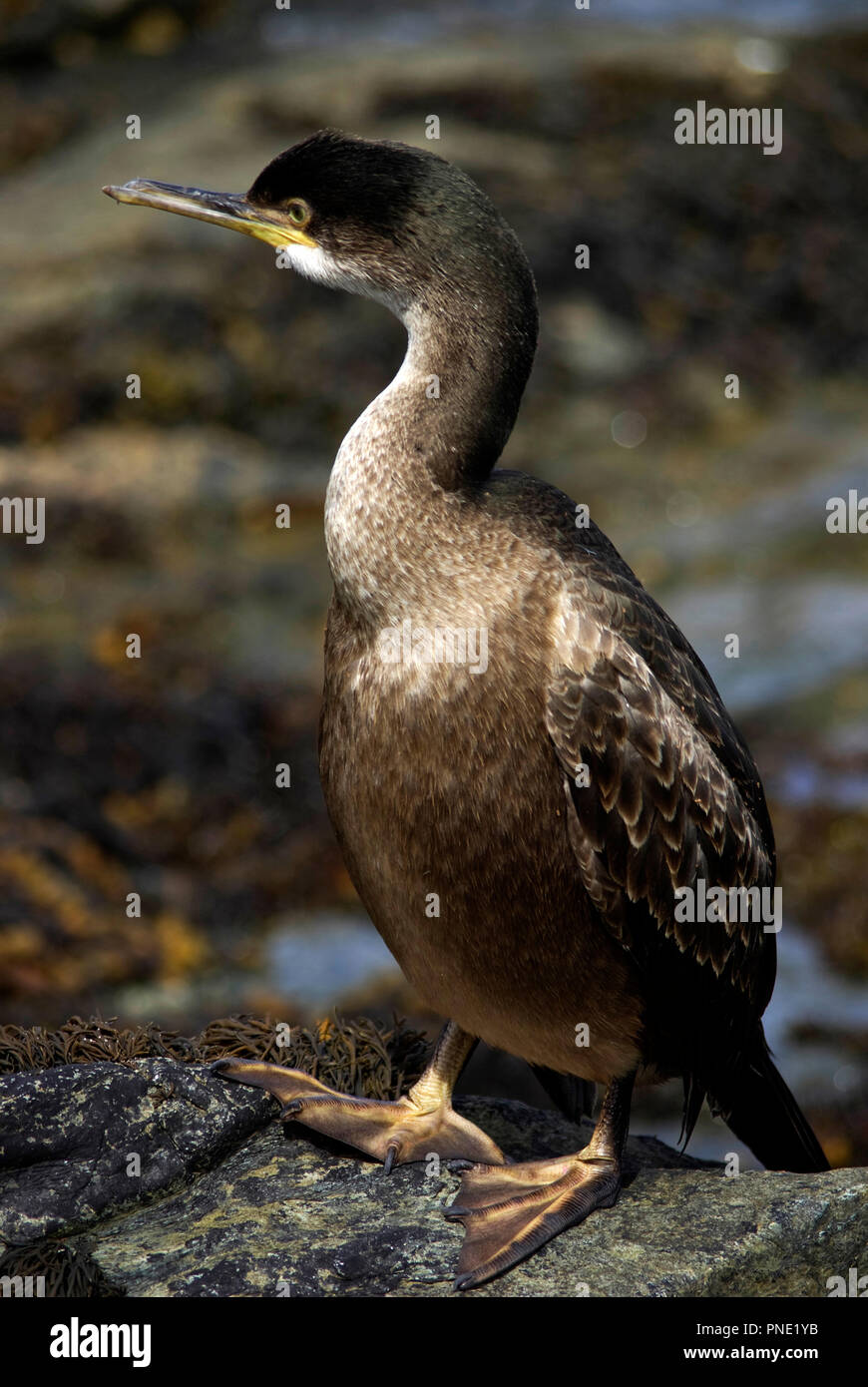 Shag Sea Bird Stock Photo - Alamy