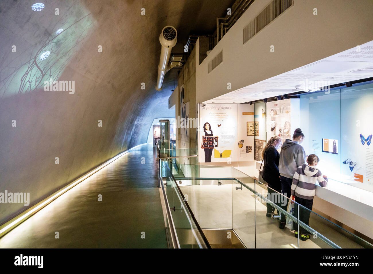 Zoologi In Laboratorio A New Species Of The Genus Amolops (Amphibia: