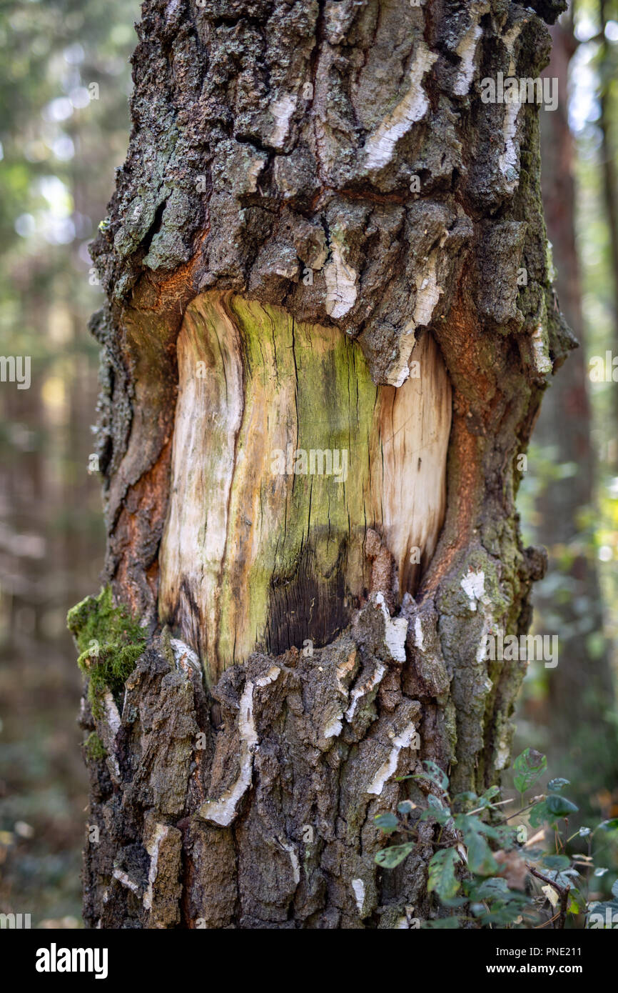 Bark on a healthy birch stump. Pien tree growing in the forest area ...