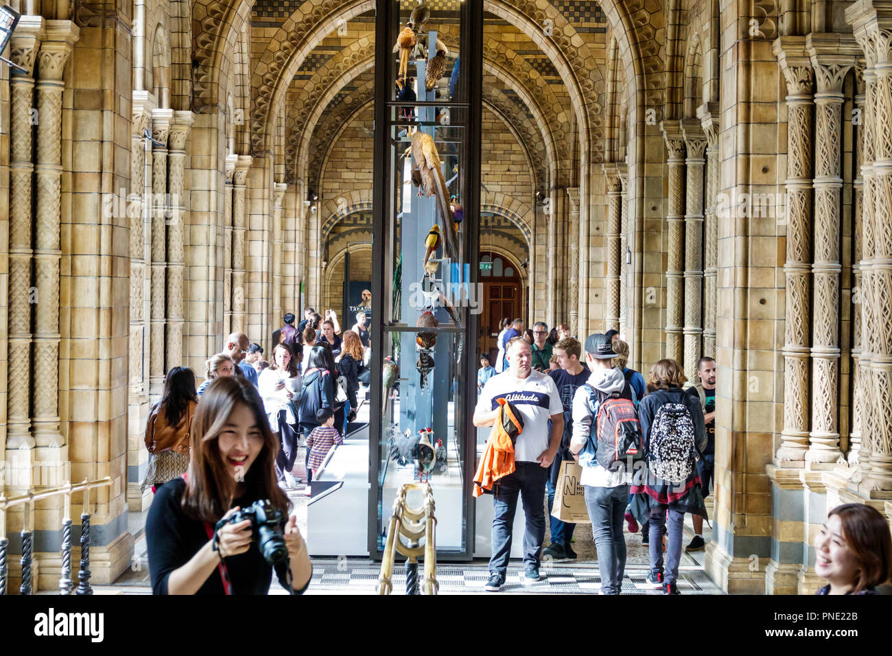 Hall birds hi-res stock photography and images - Alamy