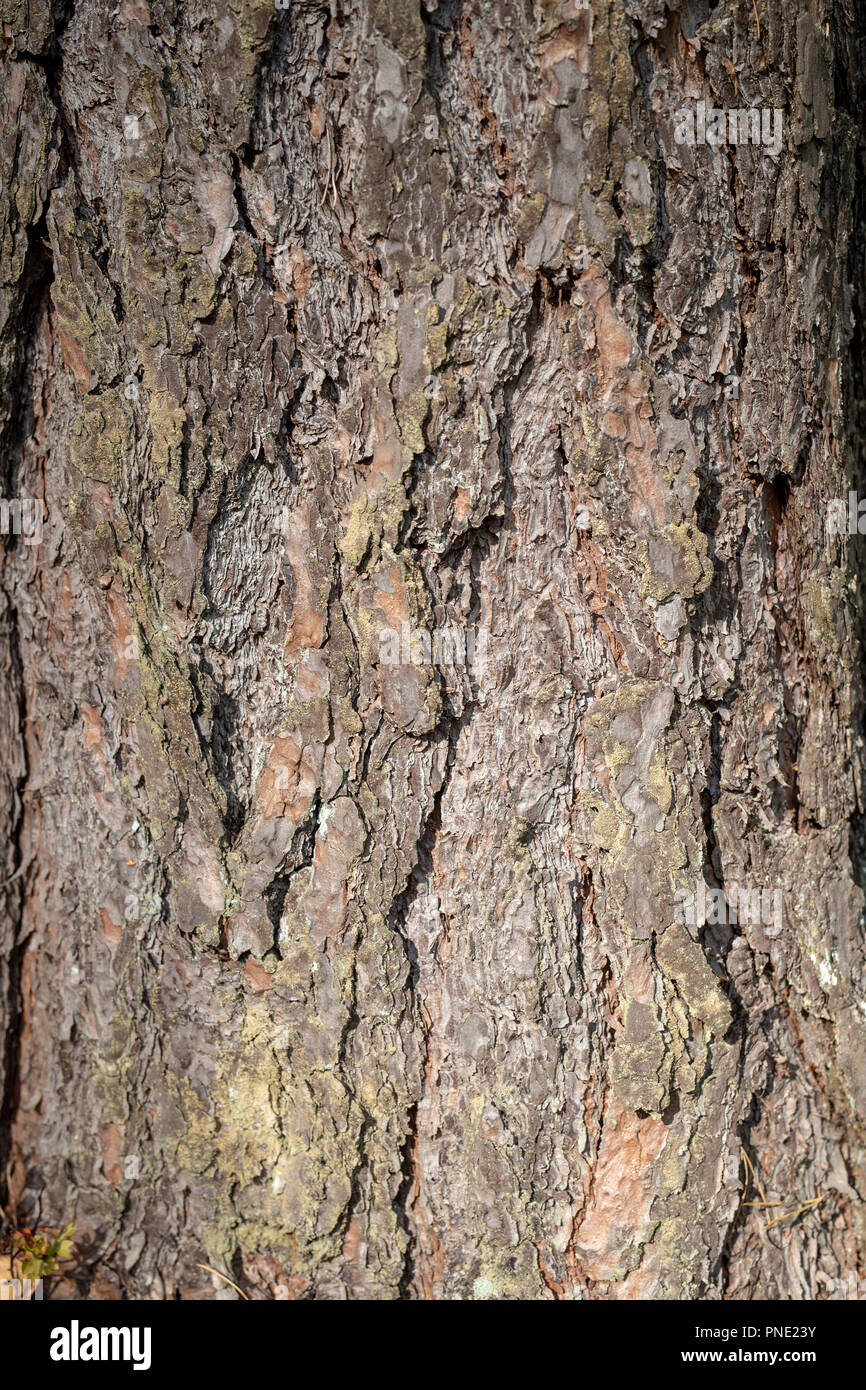 Bark on a healthy pine trunk. Pien tree growing in the forest area ...