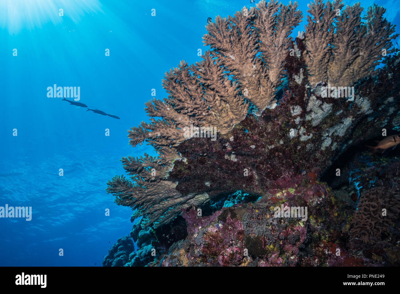 Coral reef and swimming fish. Yap island Federated States of Micronesia ...
