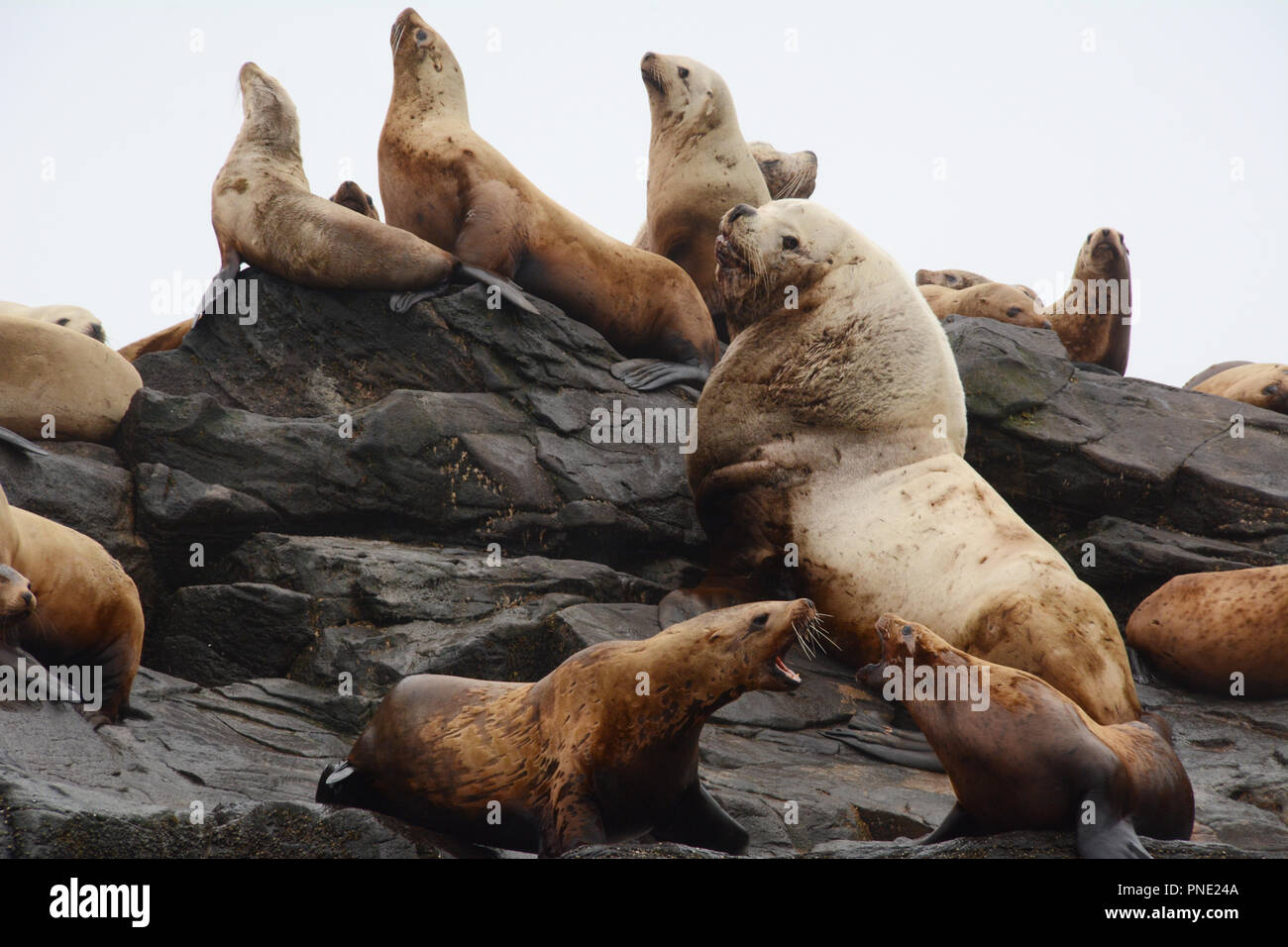 A colony of steller sea lions, including a large male (bull), on a ...