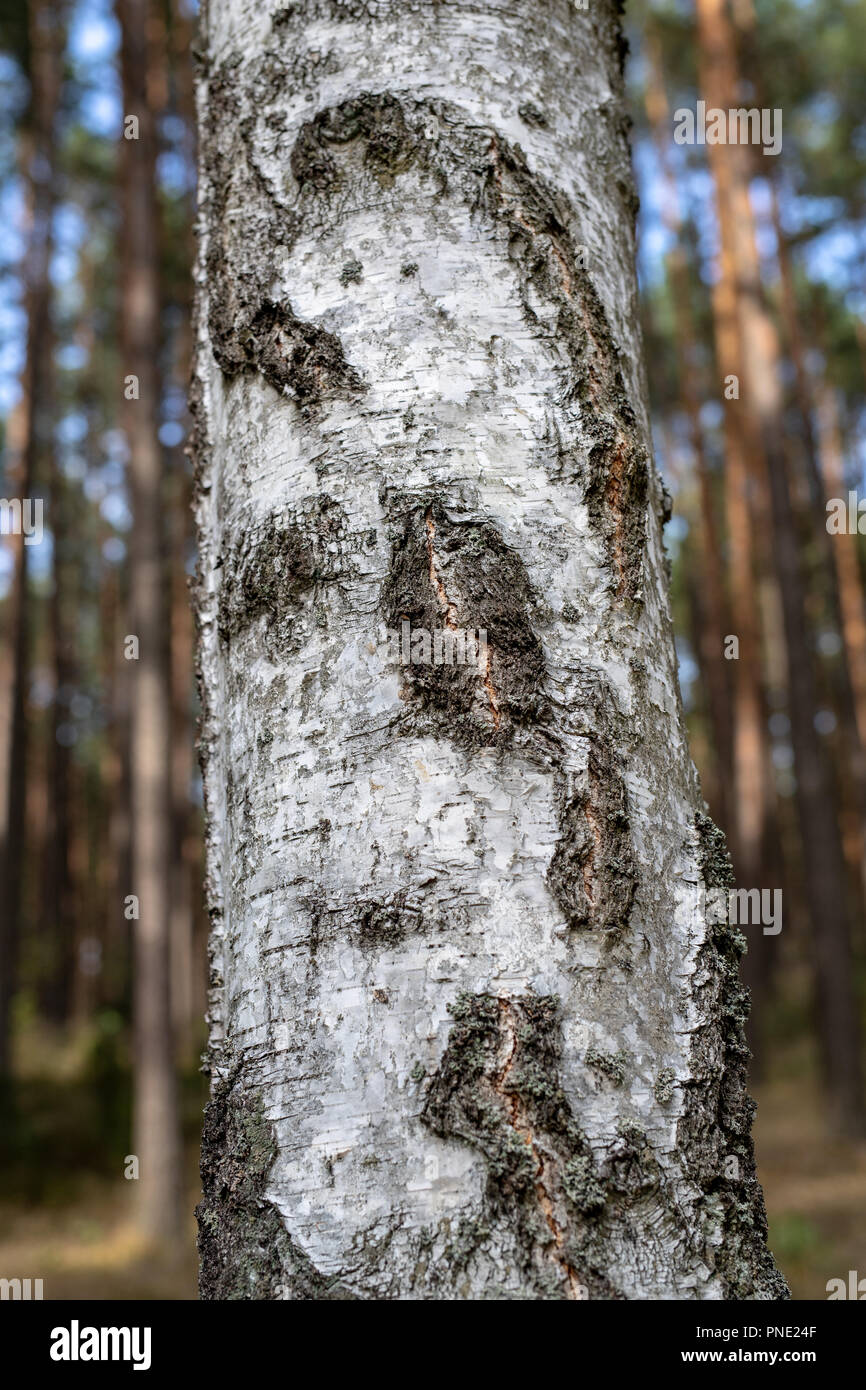 Bark on a healthy birch stump. Pien tree growing in the forest area ...
