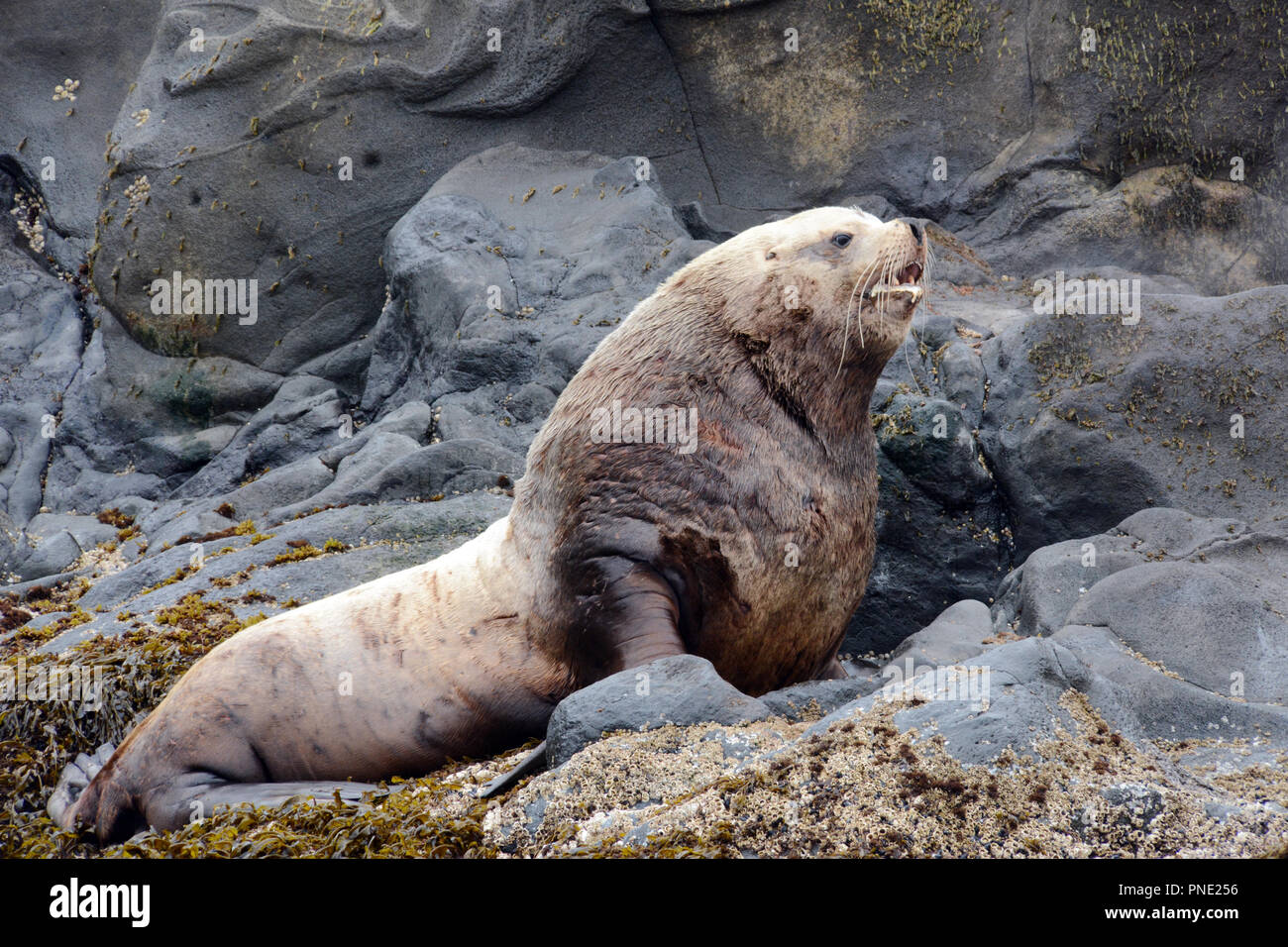 Male sea lion hi-res stock photography and images - Alamy