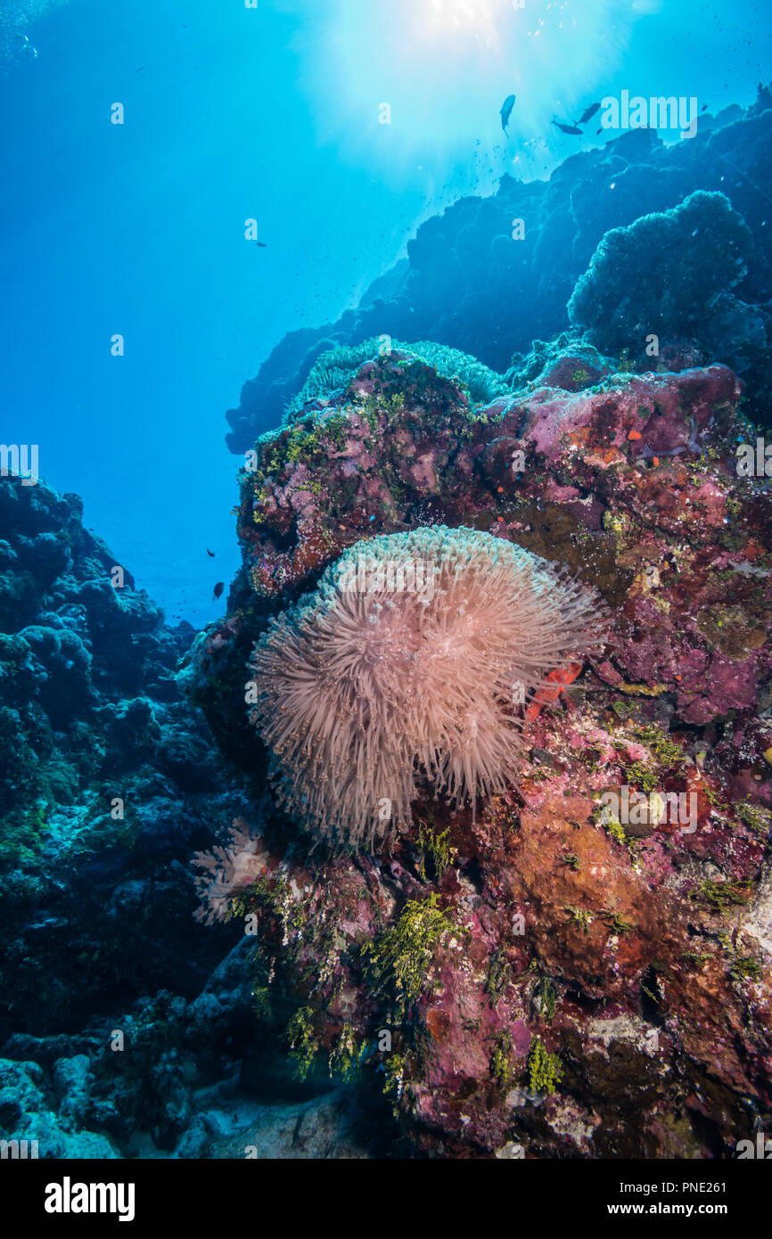 Extending polyps High Resolution Stock Photography and Images - Alamy