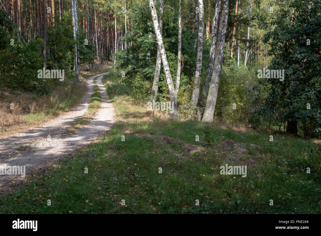 A road leading through the forest. Forest path in a deciduous stand ...