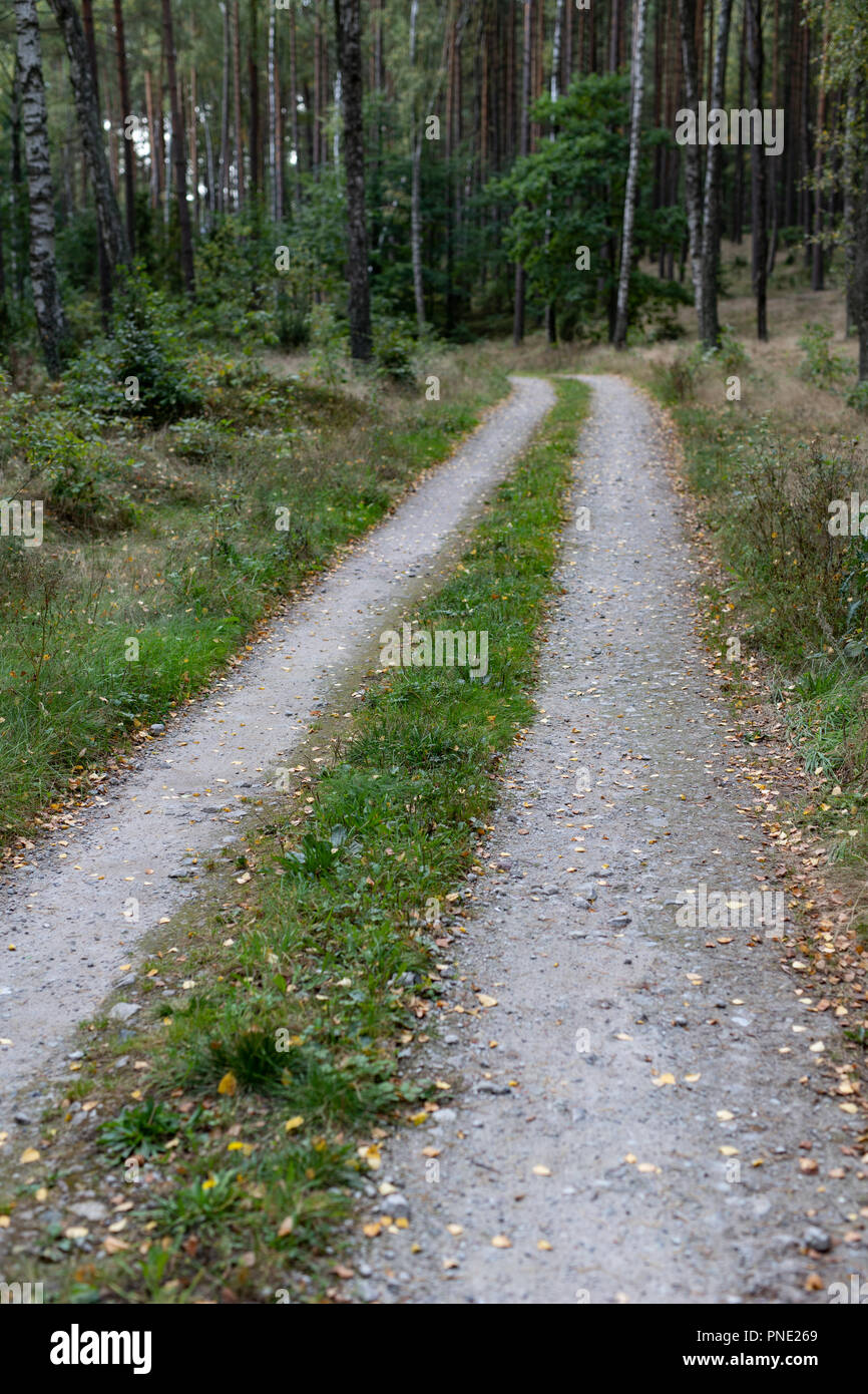 A road leading through the forest. Forest path in a deciduous stand ...