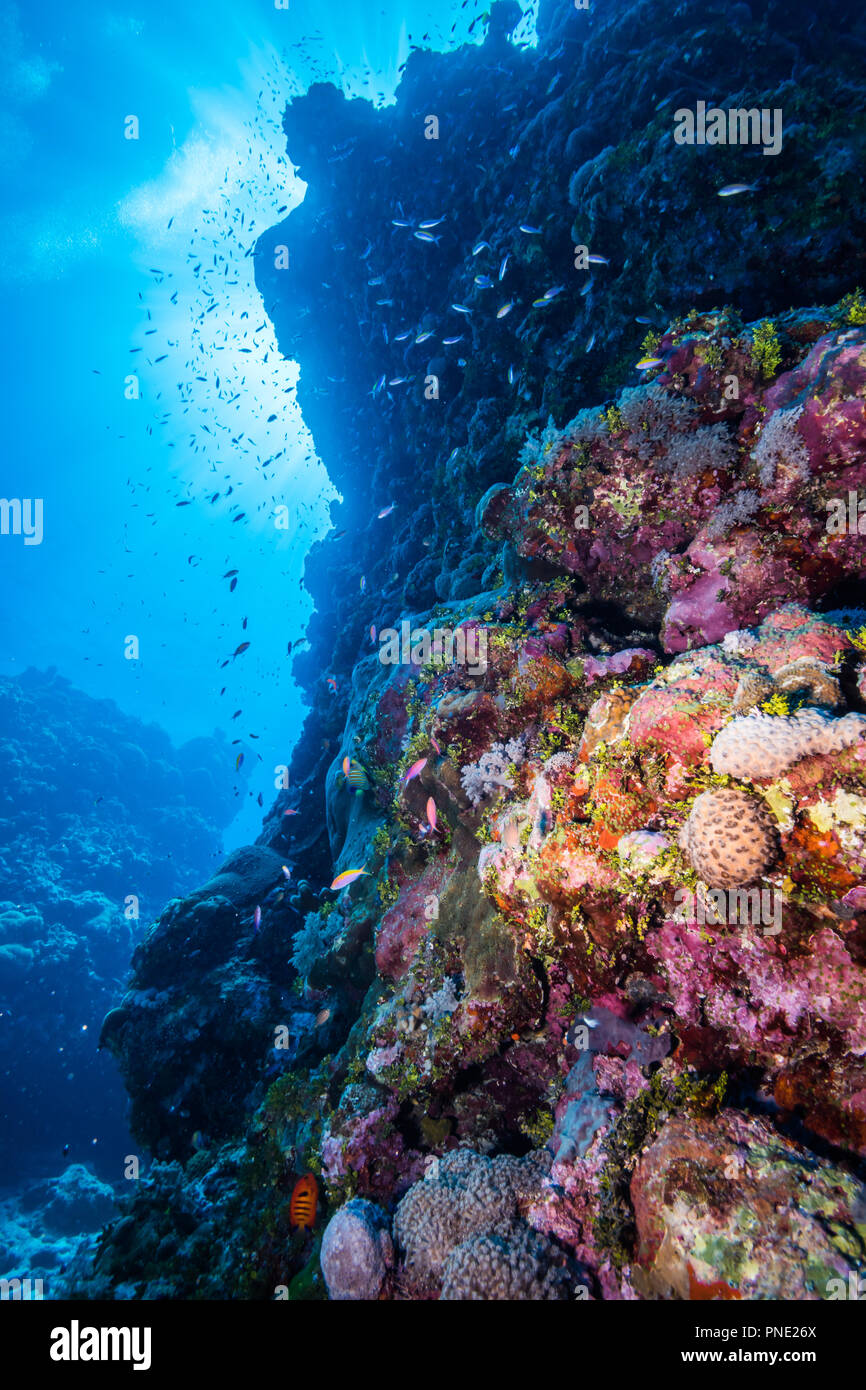 The edge of coral reef. Yap Island Federated States of Micronesia Stock ...