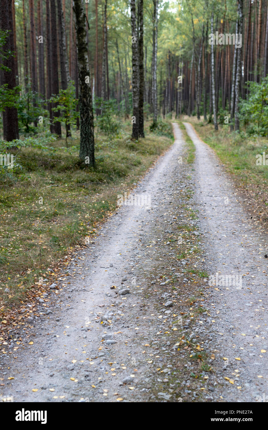 A road leading through the forest. Forest path in a deciduous stand ...