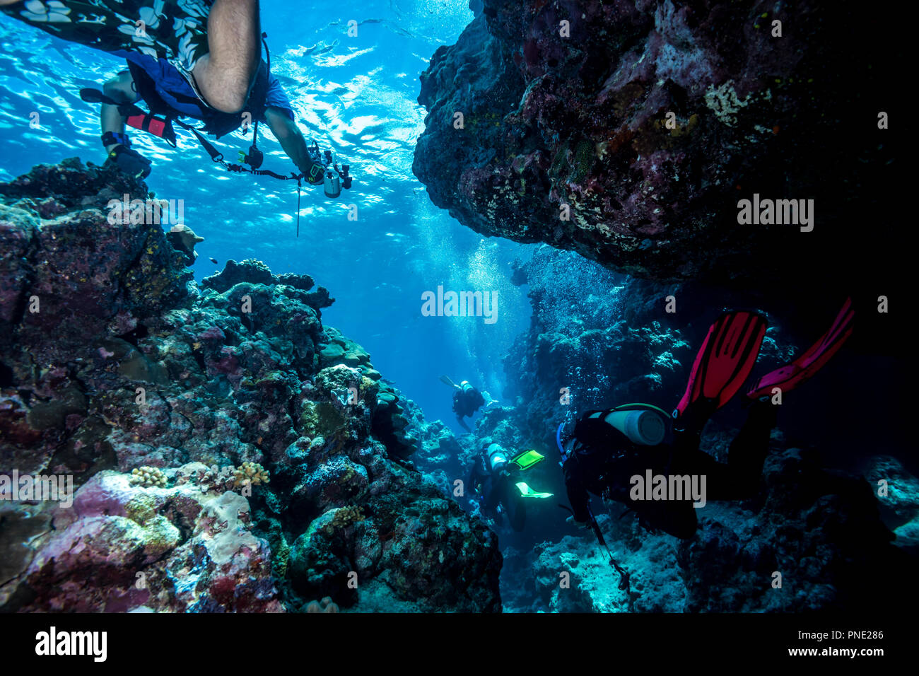 Divers enjoying drift diving. Yap island Federated States of Micronesia ...