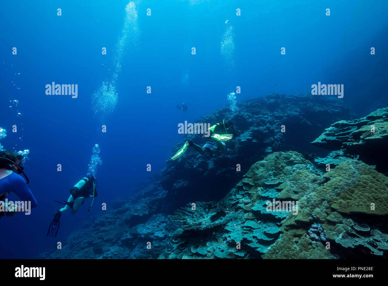 Divers enjoying drift diving. Yap island Federated States of Micronesia ...