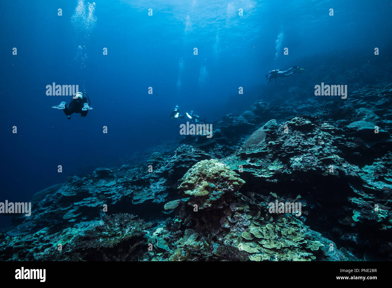 Divers enjoying drift diving. Yap island Federated States of Micronesia ...