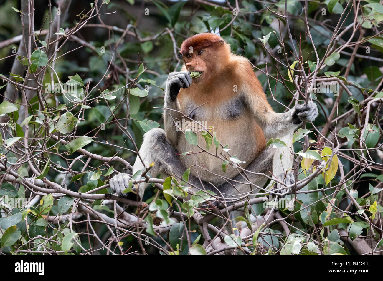Female proboscis monkey, Nasalis larvatus, feeding, Tanjung Puting ...