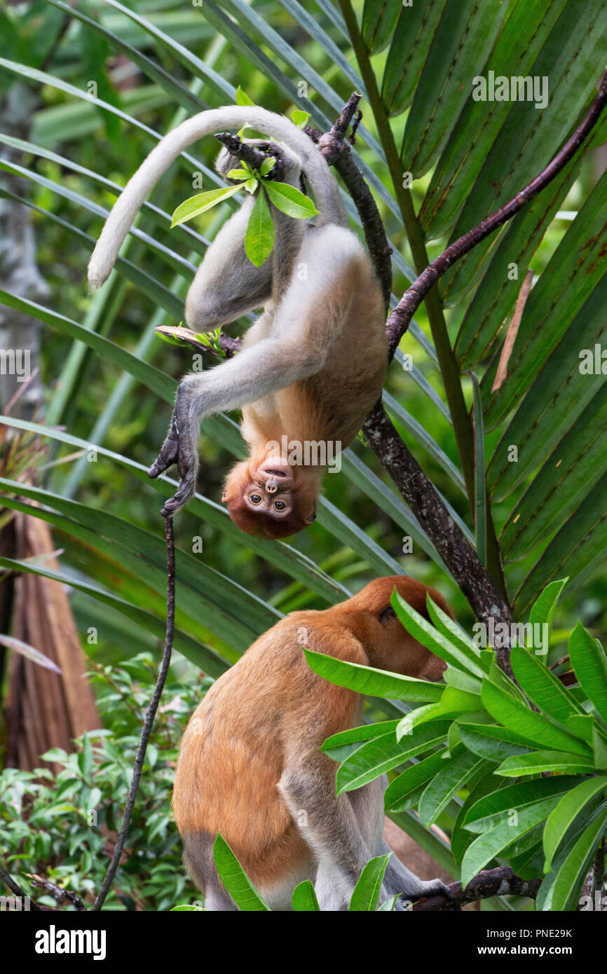 Proboscis monkeys hi-res stock photography and images - Alamy